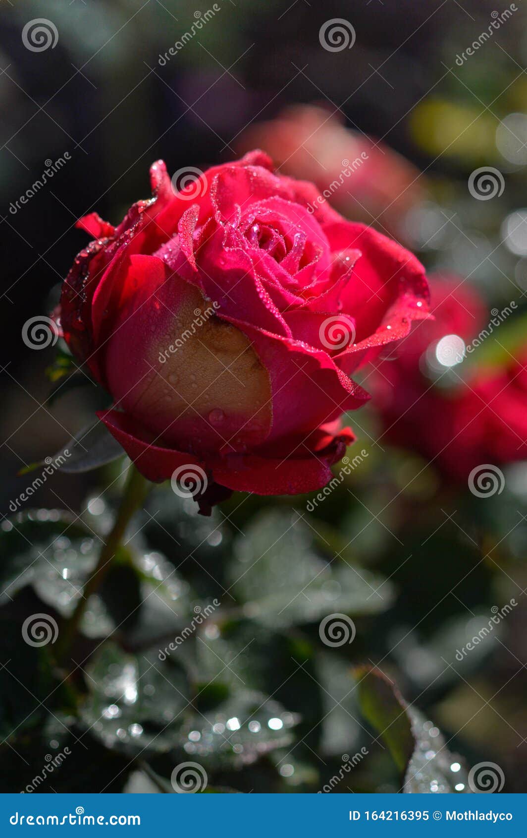 Red romance stock image. Image of closeup, flora, naturally - 164216395