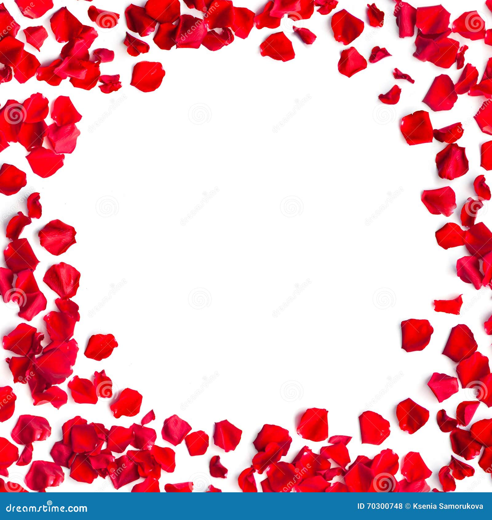 Red Romantic Rose Petals Frame Stock Photo - Image of white, frame ...
