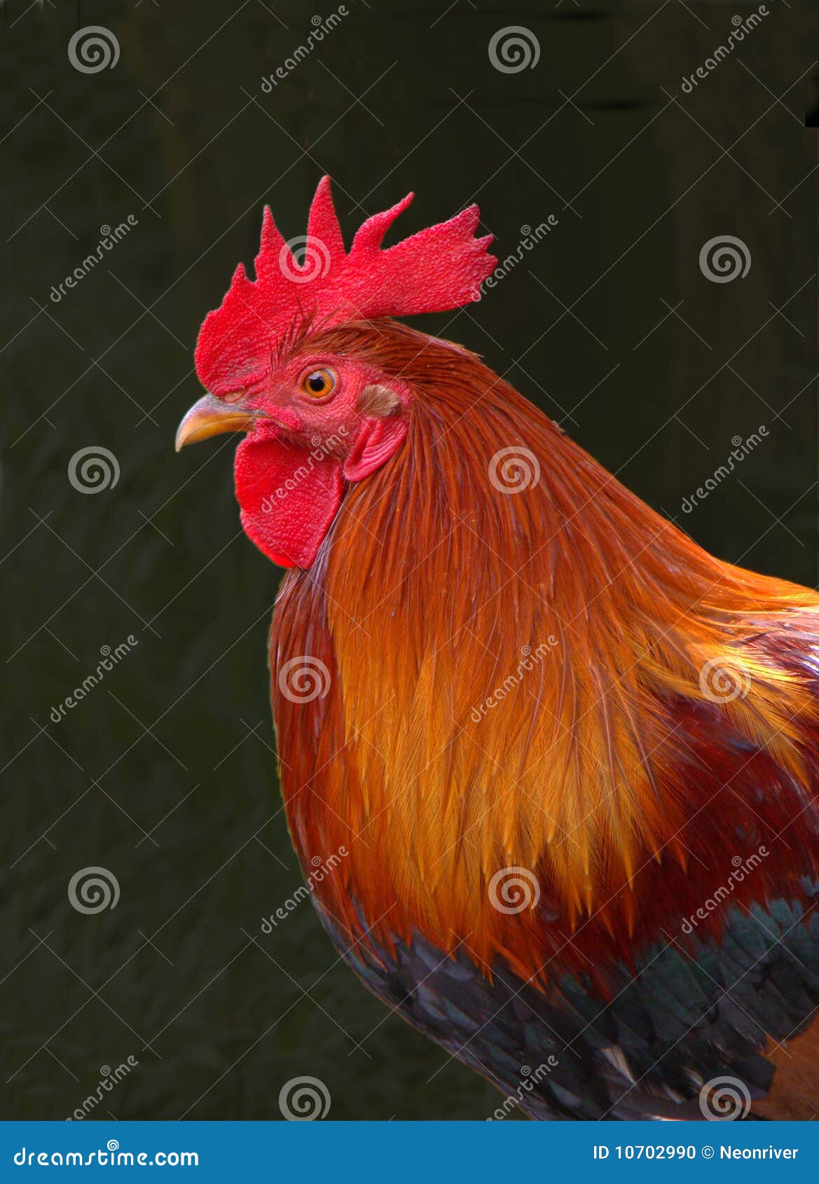 Red Rooster stock photo. Image of food, bird, agriculture - 10702990