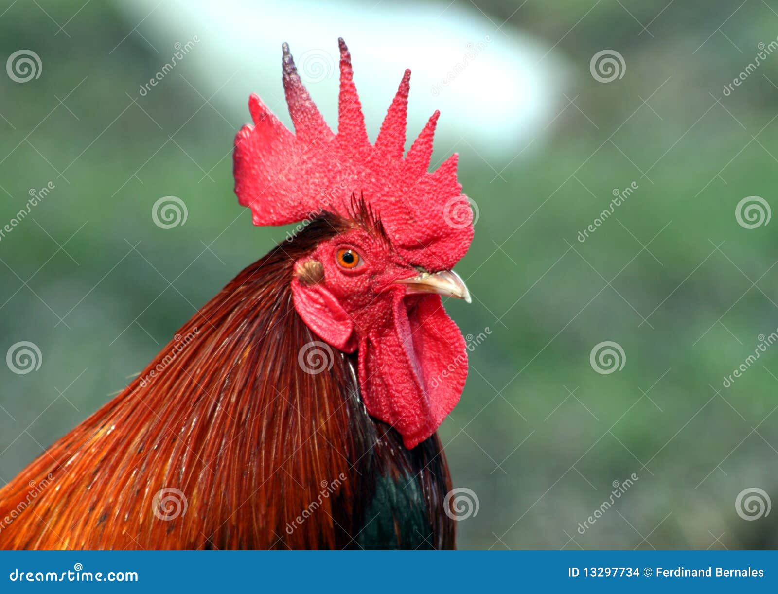 Red Rooster stock photo. Image of barnyard, farmer, farmers - 13297734