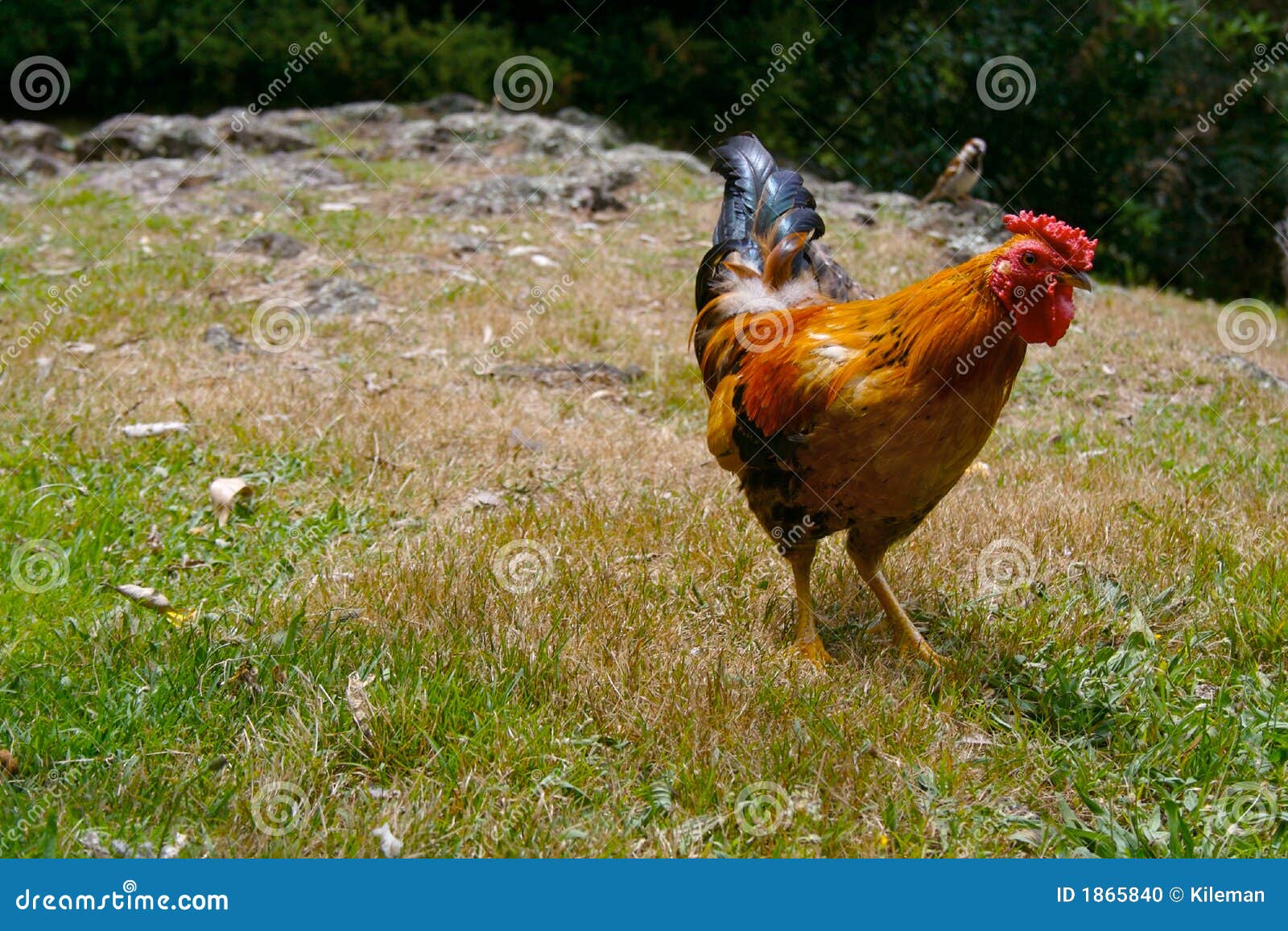 A Red Rooster Picture. Image: 1865840