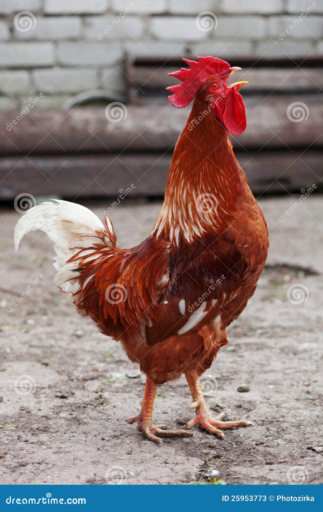 Red rooster stock image. Image of crowing, oriental, farm - 25953773