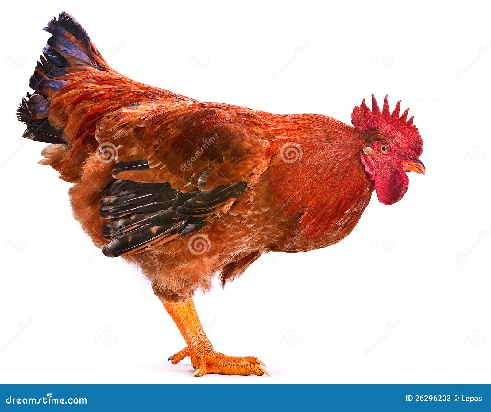 Red rooster stock image. Image of rooster, domestic, studio - 26296203