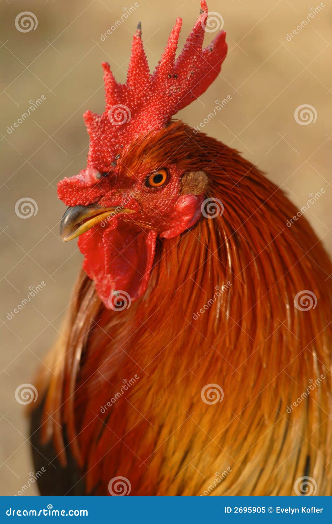 Red Rooster Royalty Free Stock Photo - Image: 2695905
