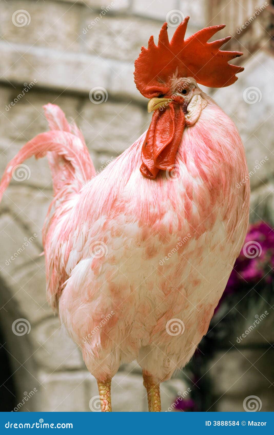 Red Rooster stock photo. Image of farming, chickens, animal - 3888584
