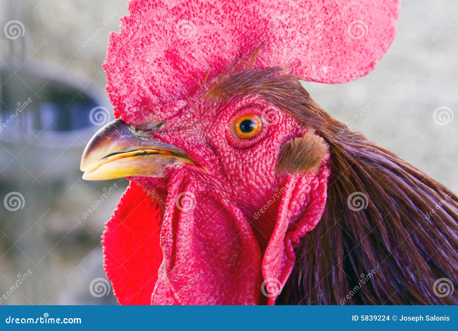 Red rooster stock photo. Image of domestic, crest, crowing - 5839224