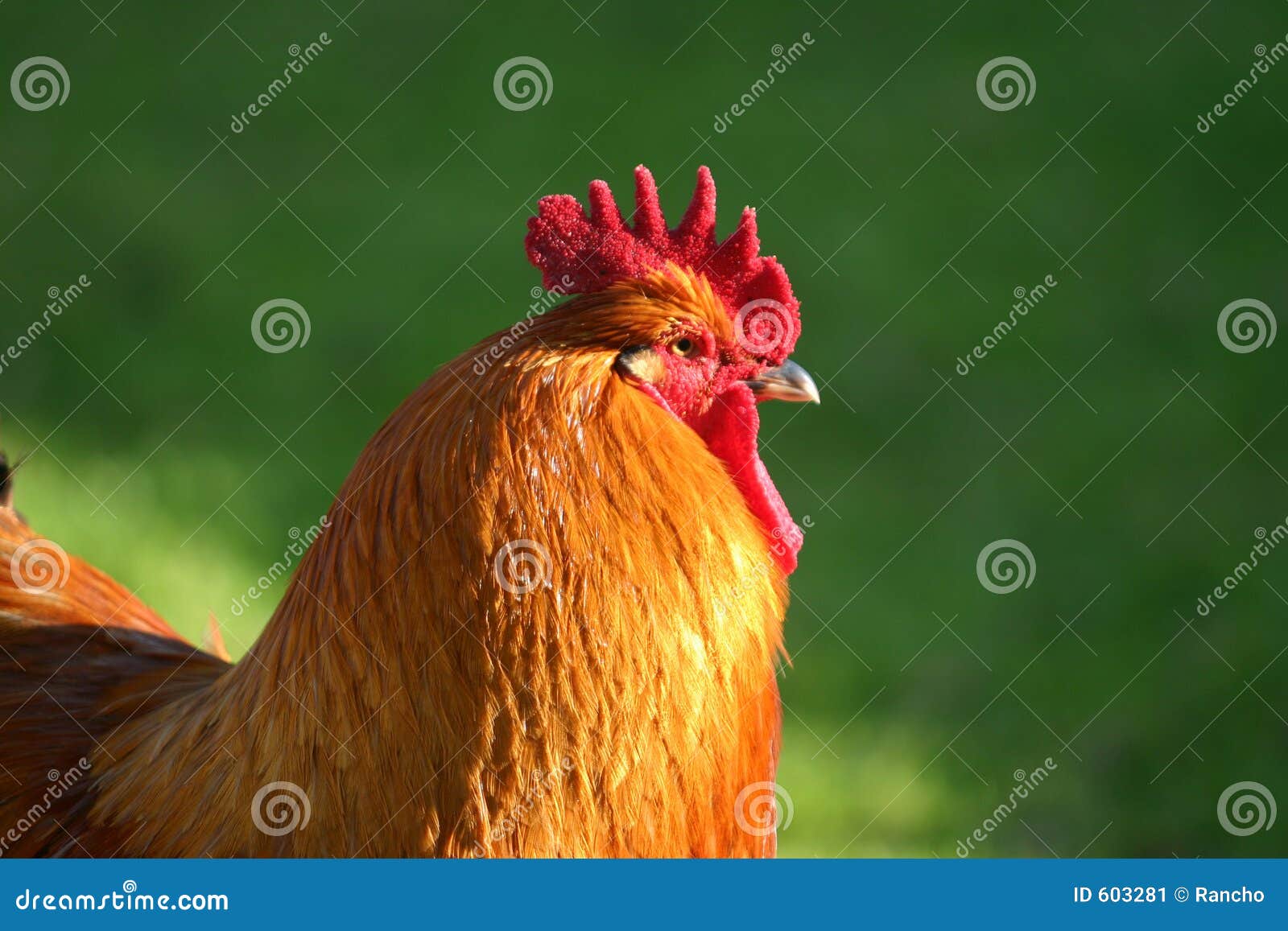 Red rooster stock image. Image of farm, ranch, comb, rhone - 603281