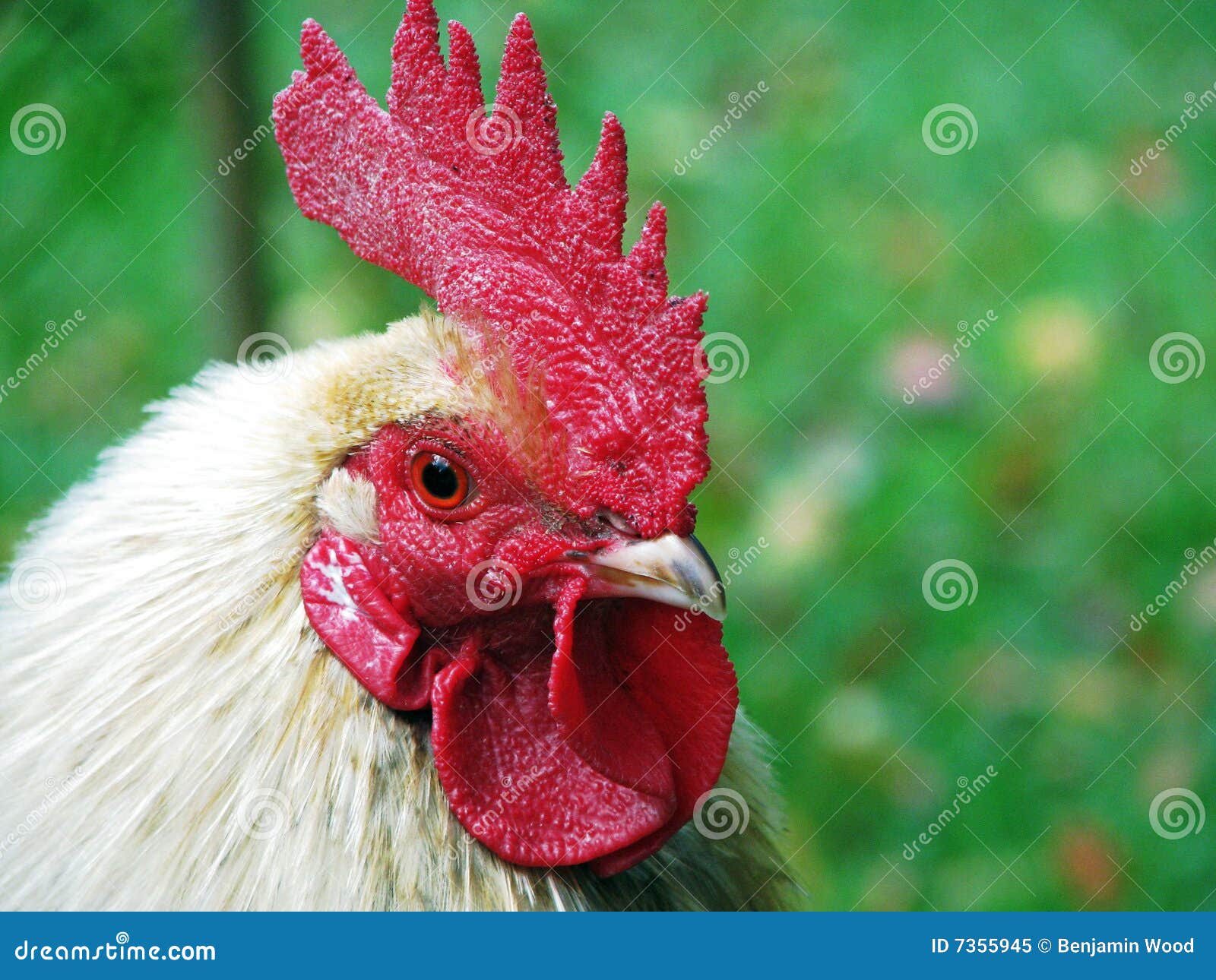 Red Rooster stock image. Image of zealand, north, chicken - 7355945