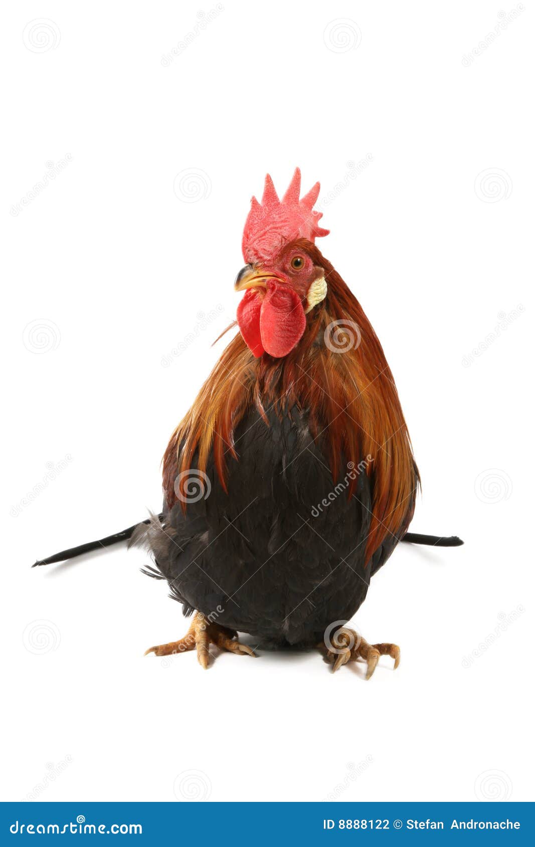 Red rooster stock photo. Image of domesticated, rooster - 8888122