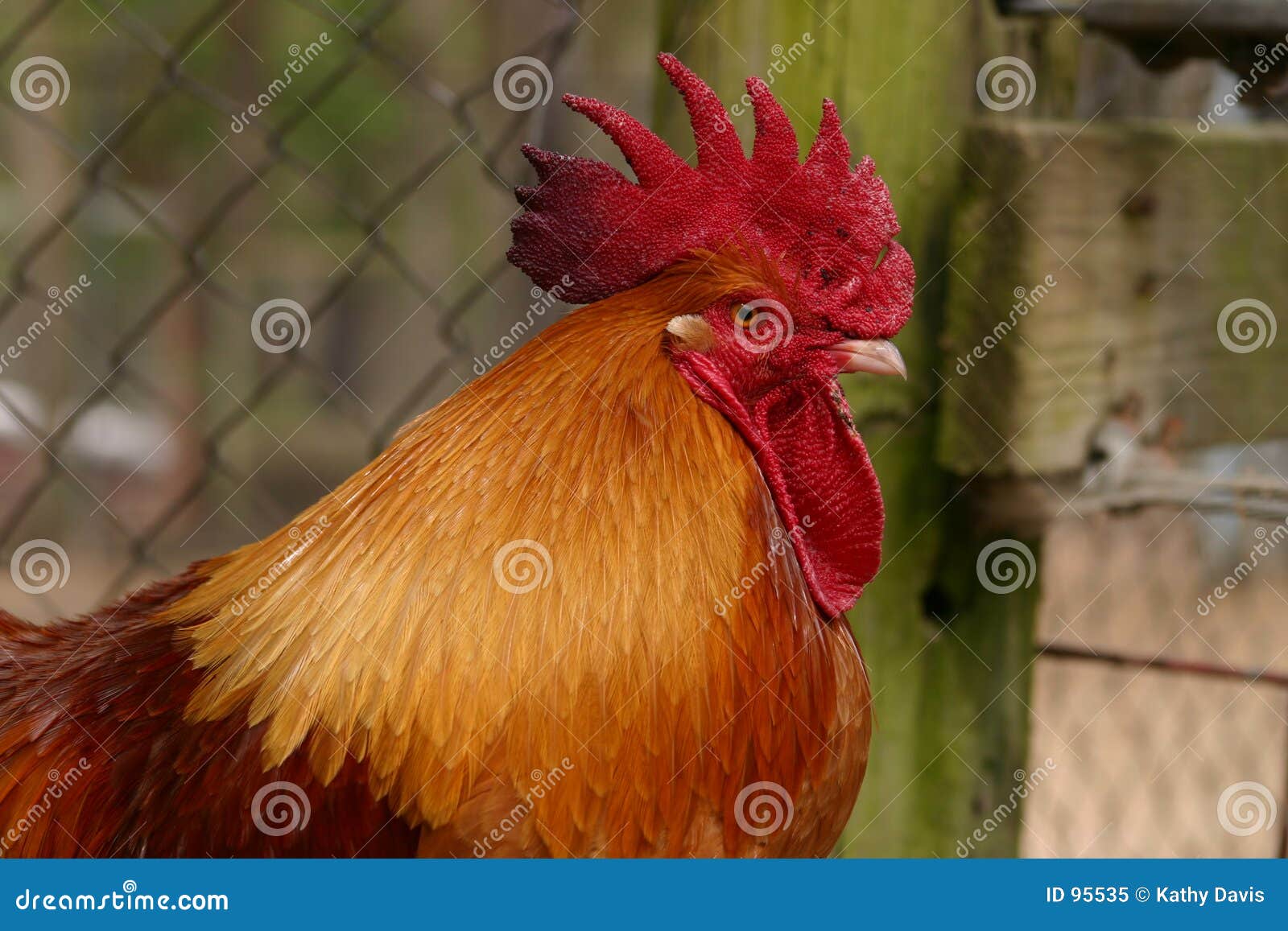 Red Rooster stock image. Image of chicken, barnyard, beak - 95535