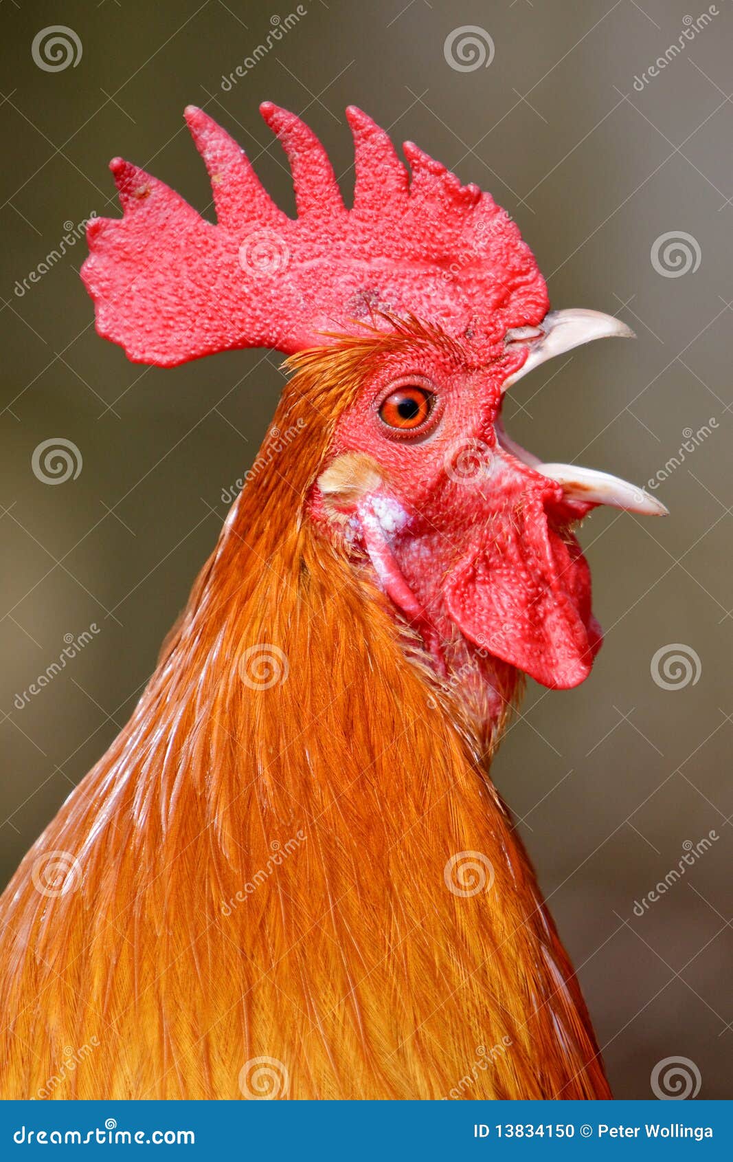 Red Rooster Bird in Closeup Stock Photo - Image of chicken, domestic ...