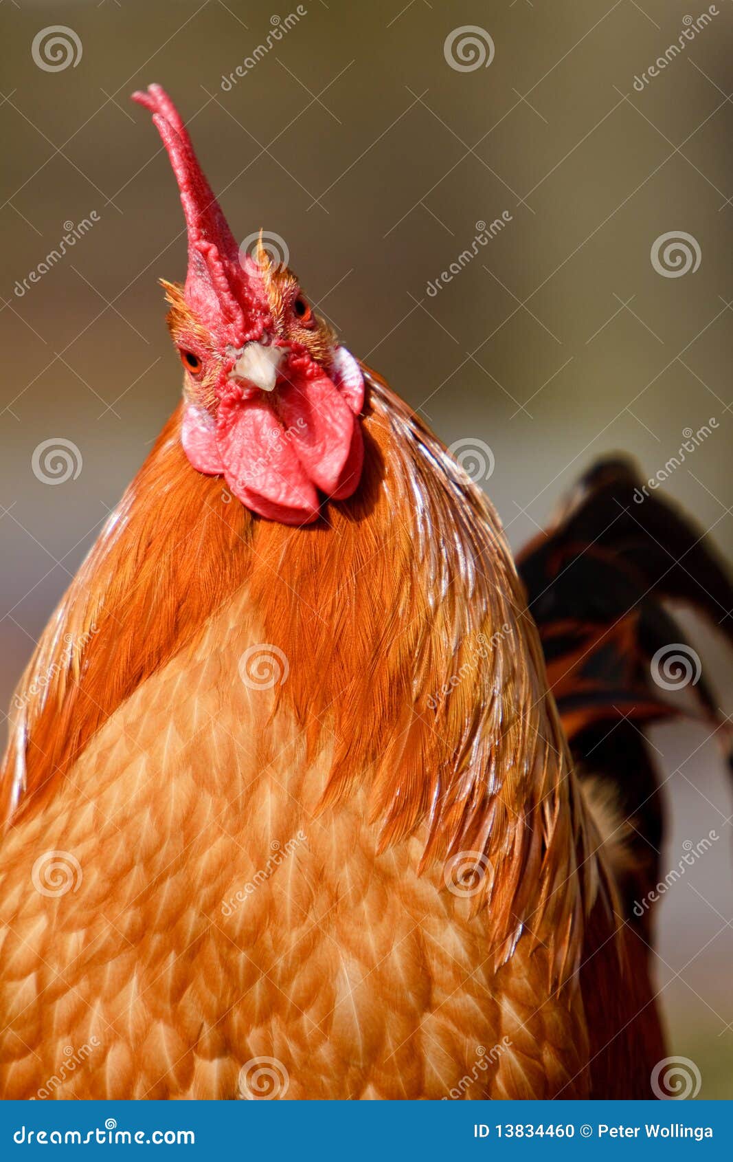 Red Rooster Bird in Closeup Stock Photo - Image of poultry, domestic ...