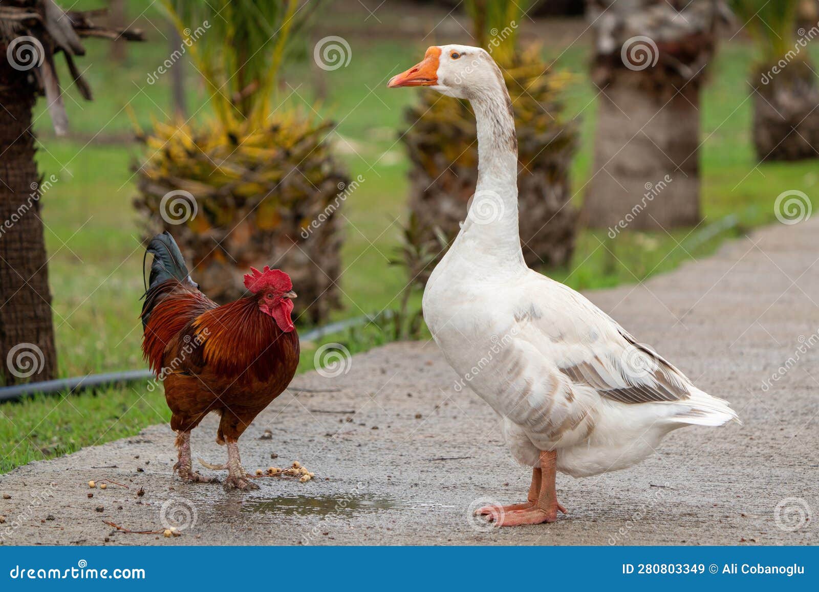 A Red Rooster and a Chinese Goose Stock Image - Image of mallard ...