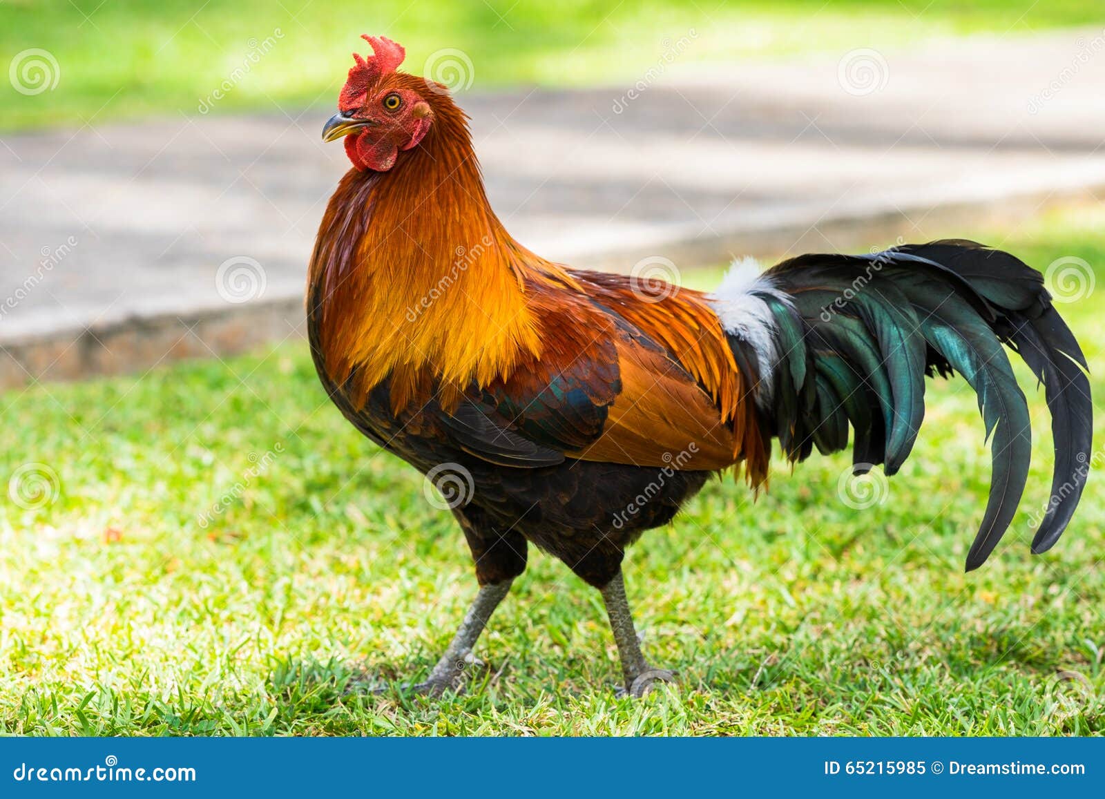 Red rooster stock image. Image of feathers, pretty, city - 65215985