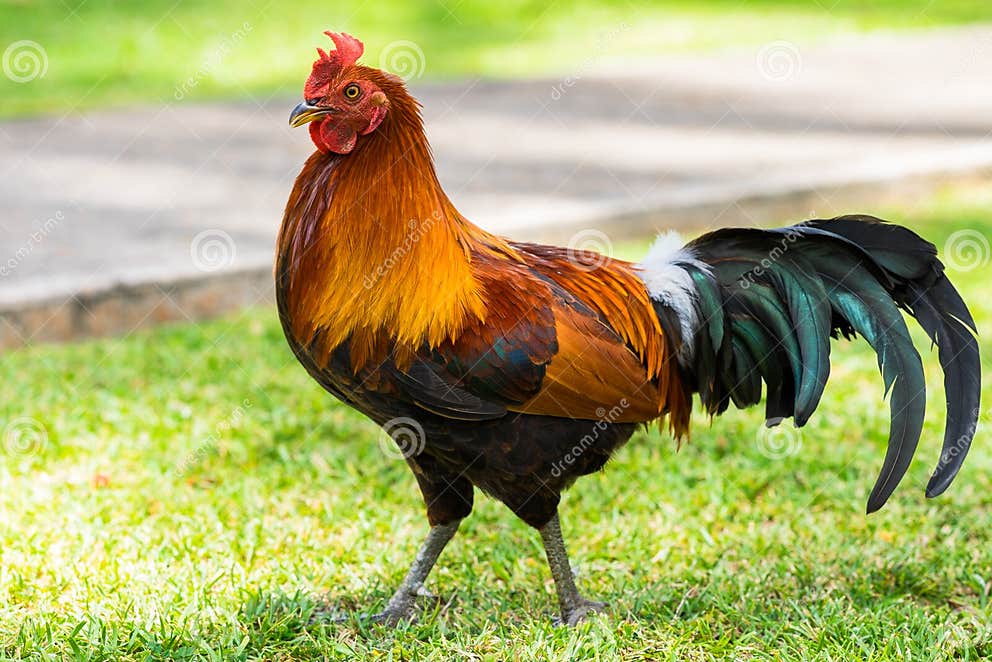 Red rooster stock image. Image of feathers, pretty, city - 65215985