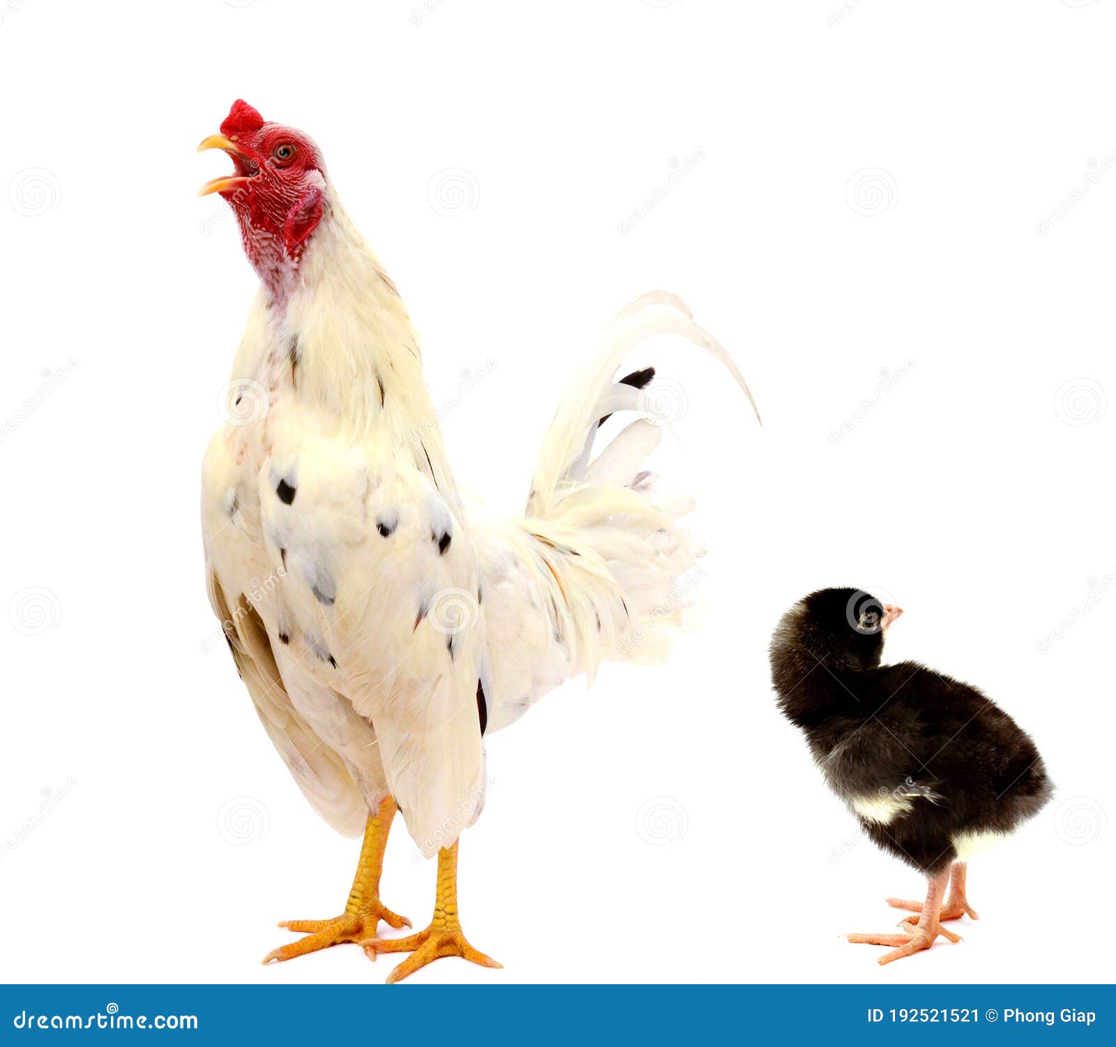 Red rooster. stock image. Image of bird, isolated, farm - 192521521