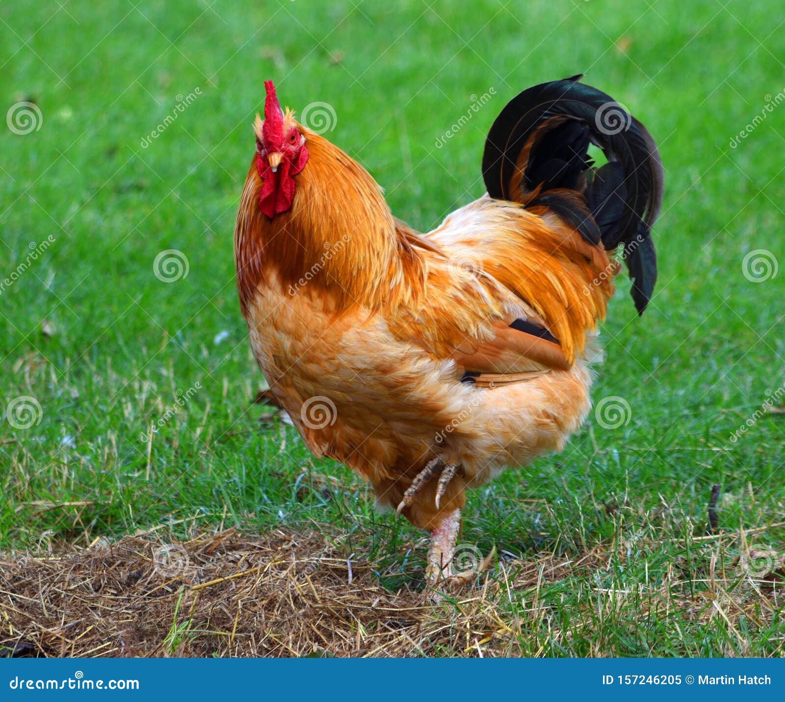 Red Rooster - Cockerel Standing on One Leg on Grass. Stock Image ...