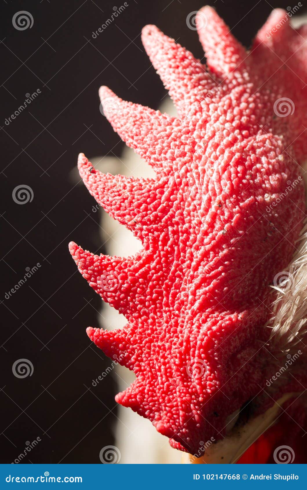 Red rooster comb stock photo. Image of comb, cockscomb - 102147668