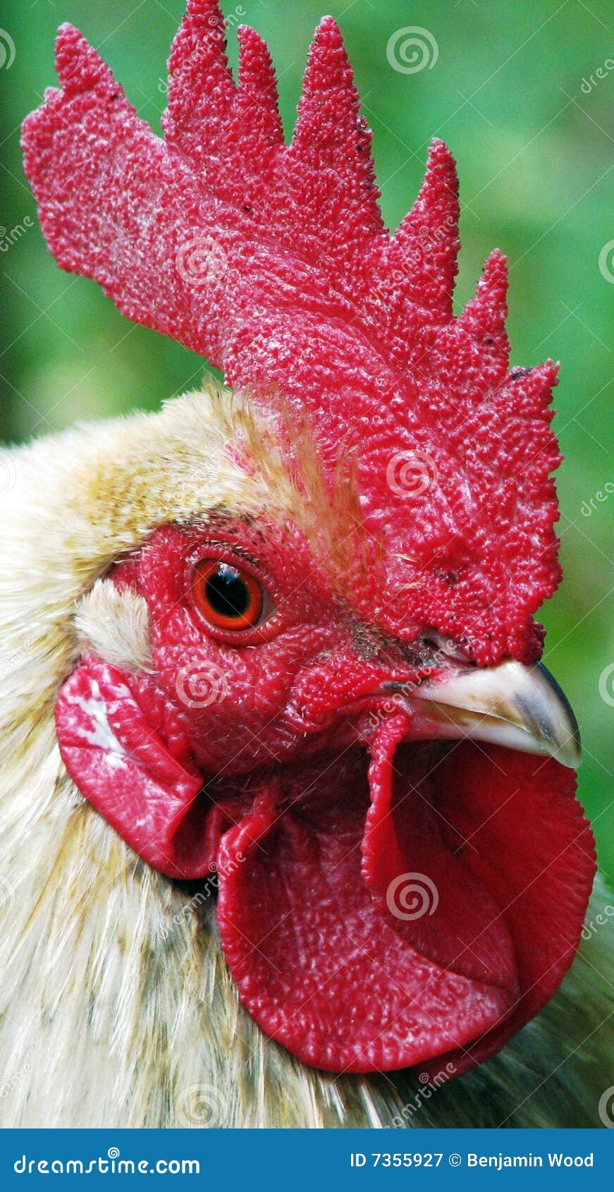 Red Rooster cropped stock image. Image of north, nature - 7355927