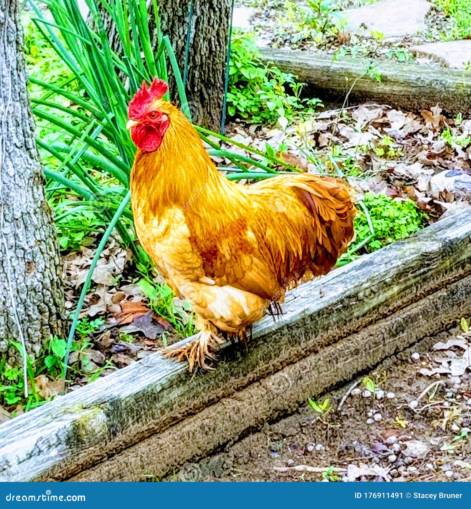 Red Rooster Crowing stock image. Image of chicken, outdoors - 176911491