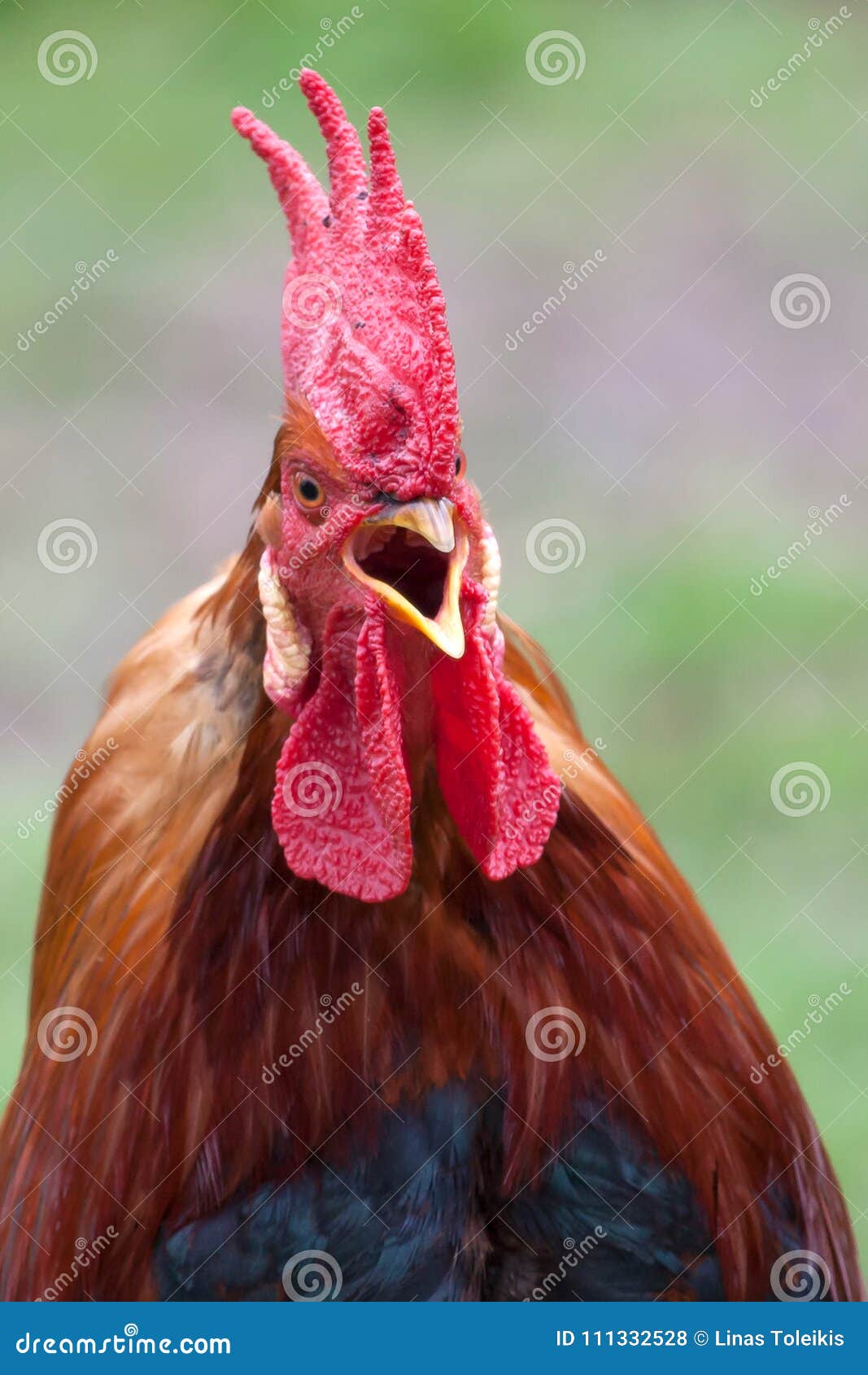 Rooster crowing stock photo. Image of animal, golden - 111332528
