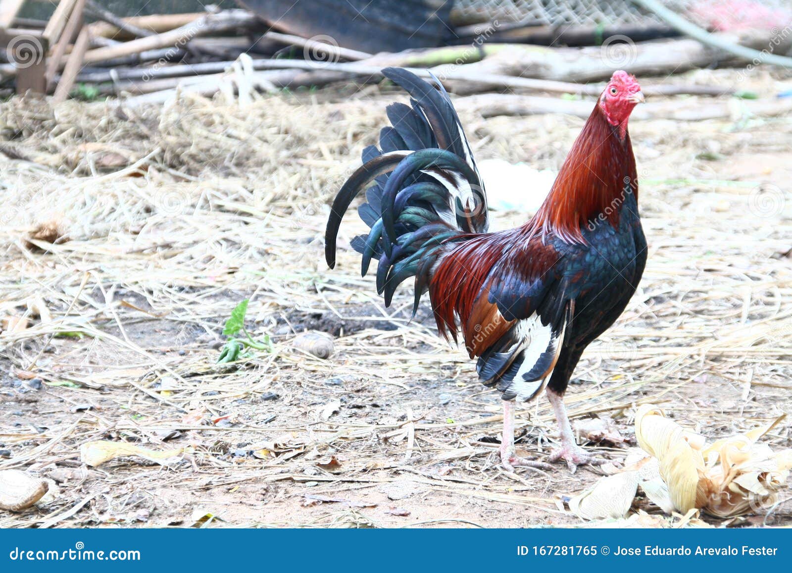 Red rooster stock image. Image of farm, bird, rooster - 167281765