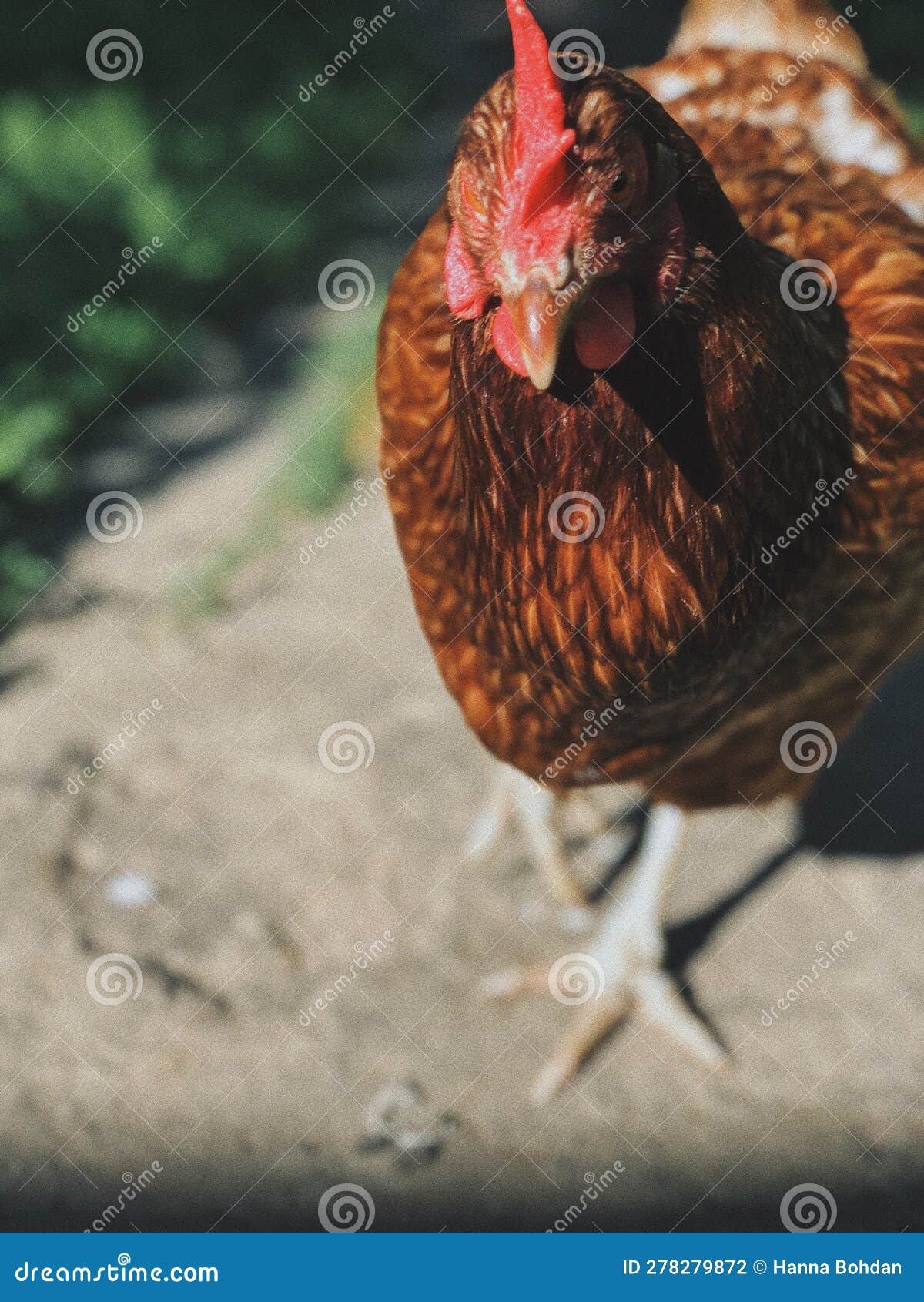 Red rooster in the farm. stock photo. Image of chicken - 278279872