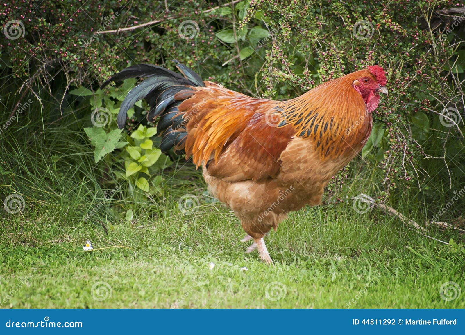 Red rooster stock photo. Image of grass, farm, rooster - 44811292