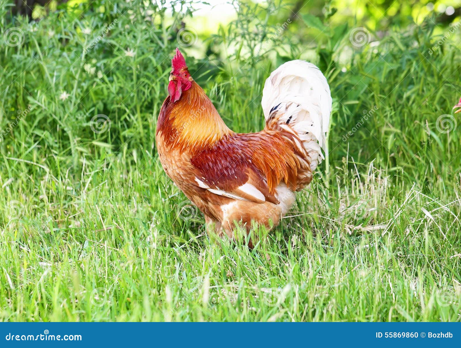 Red Rooster stock photo. Image of meadow, avian, farmyard - 55869860