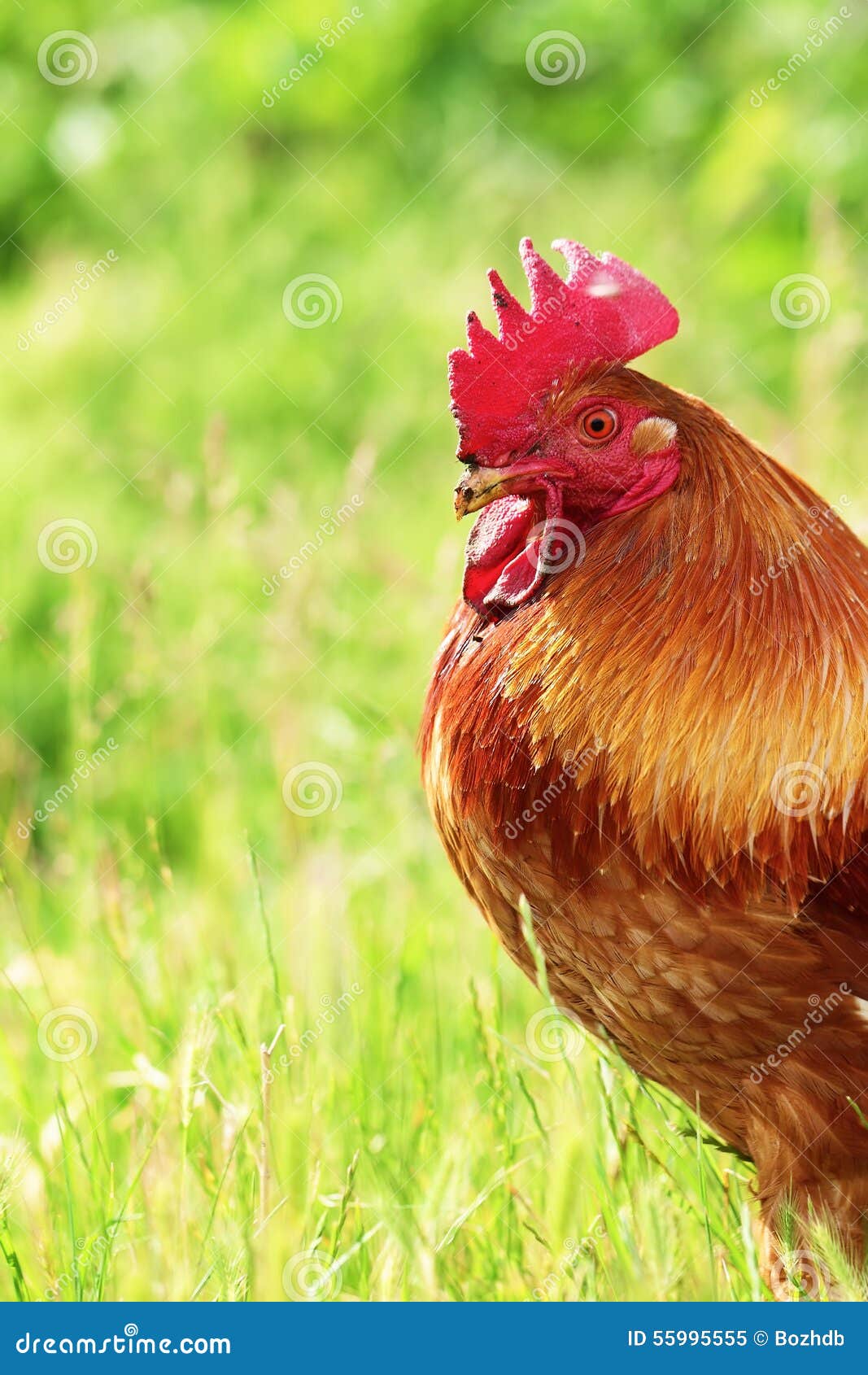 Red Rooster stock image. Image of crowing, feathers, environment - 55995555