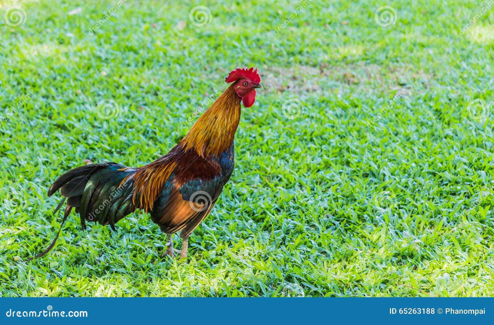 Red rooster on green grass stock photo. Image of grass - 65263188