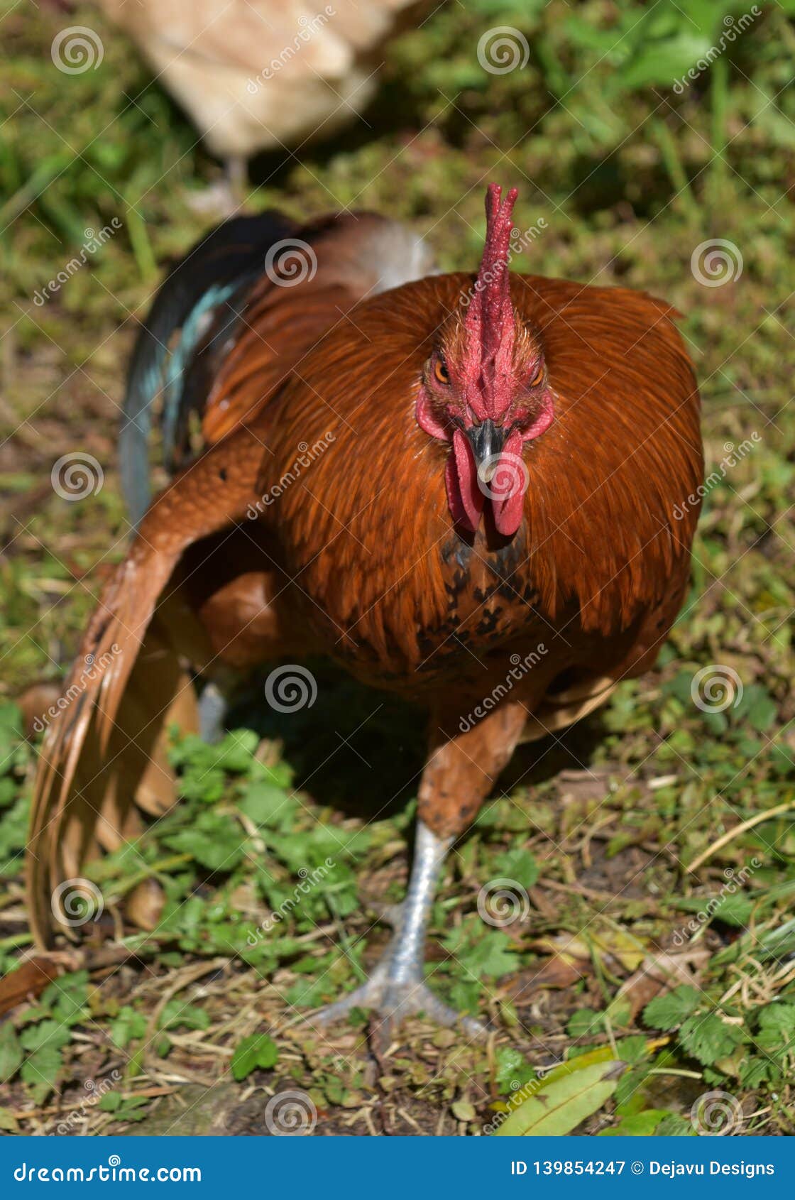 Red Rooster with His Wing Extended and His Foot Raised Stock Image ...