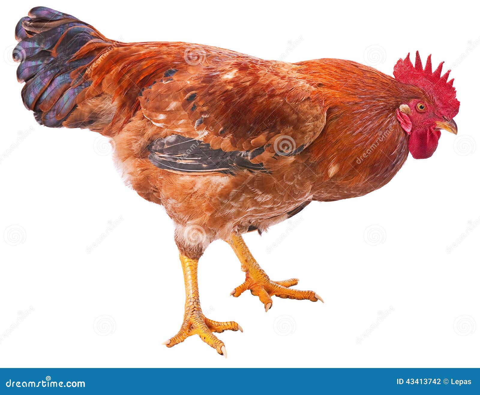 Red rooster isolated stock photo. Image of bird, white - 43413742