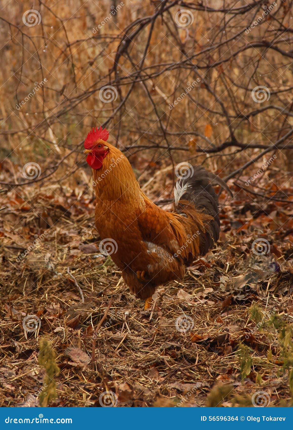 Red rooster stock photo. Image of male, fowl, beautiful - 56596364