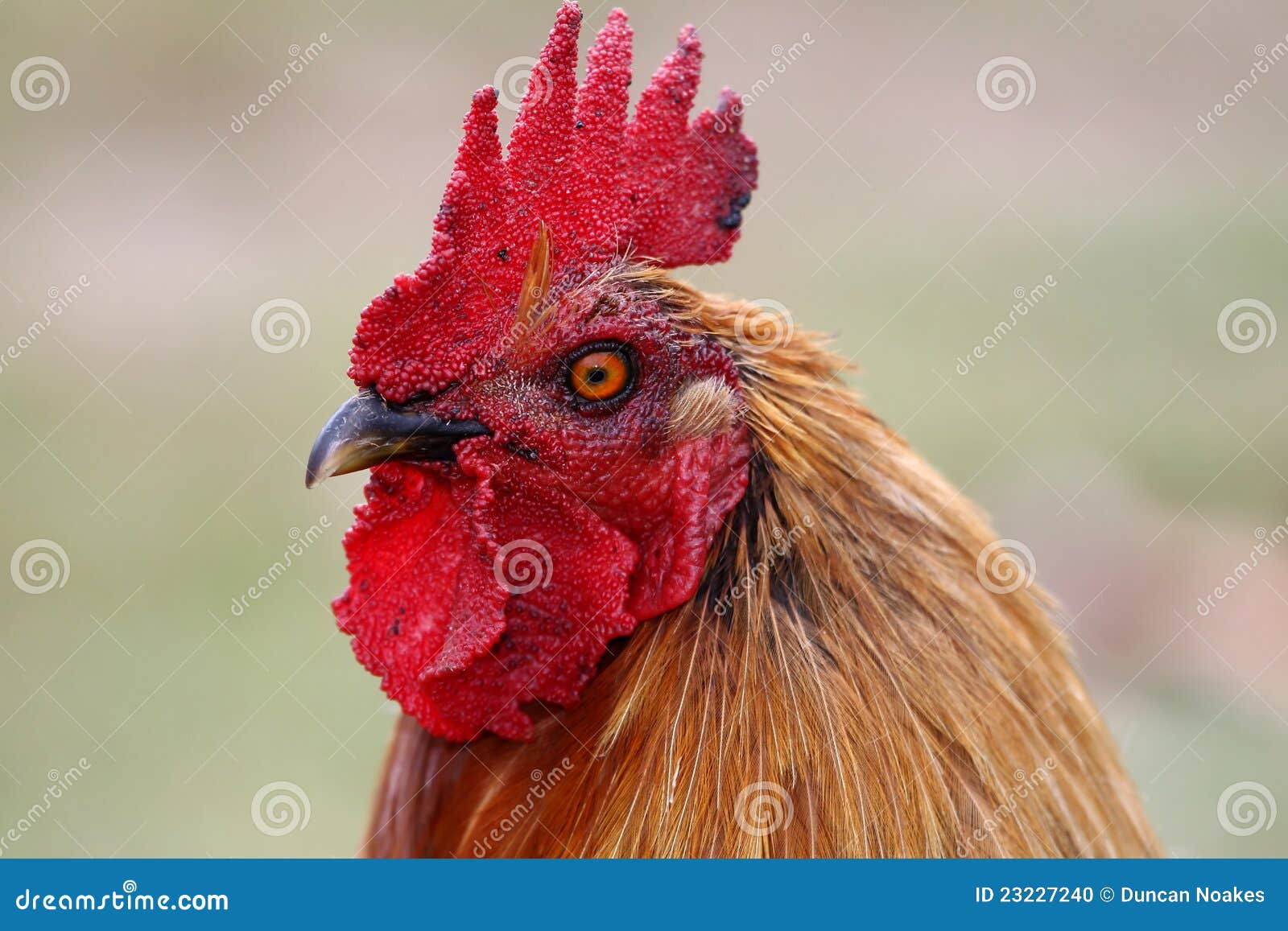 Red Rooster Portrait stock photo. Image of dominant, poultry - 23227240