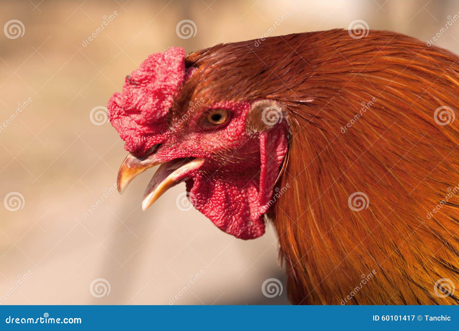 Red rooster portrait stock image. Image of comb, face - 60101417