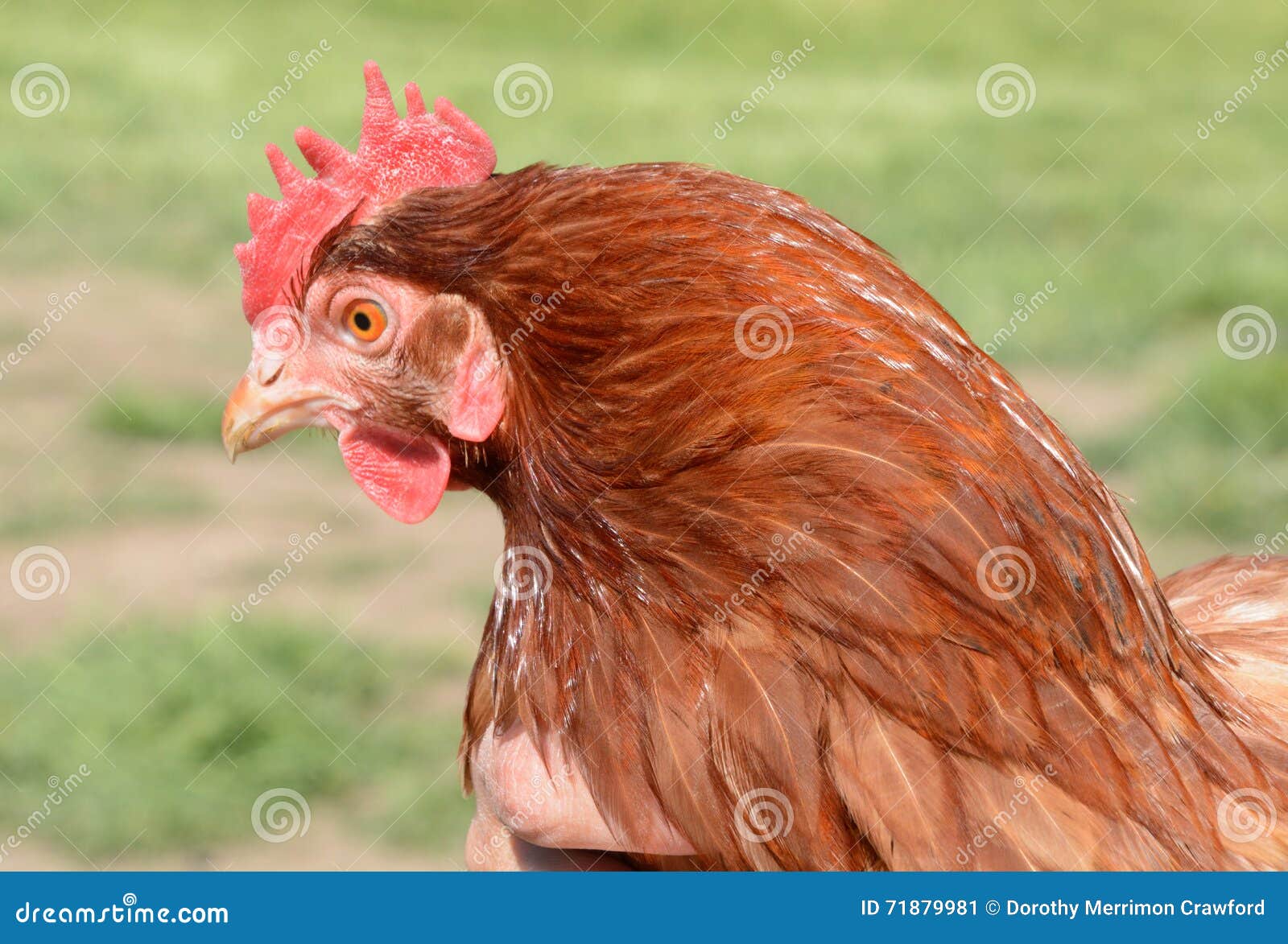 Red Rooster stock image. Image of barnyard, chicken, domestic - 71879981