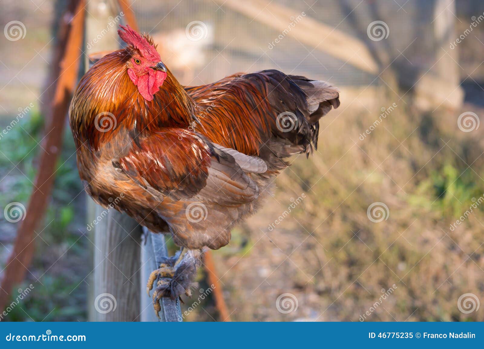 Red rooster stock image. Image of farm, country, colorful - 46775235