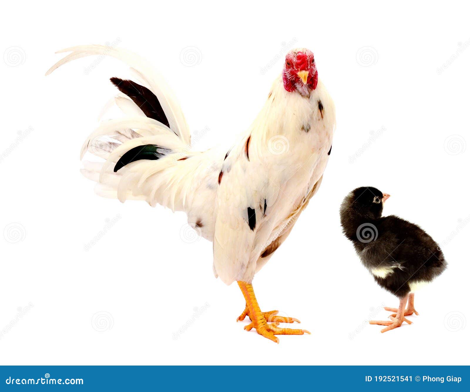 Red rooster. stock image. Image of chicken, horticulture - 192521541