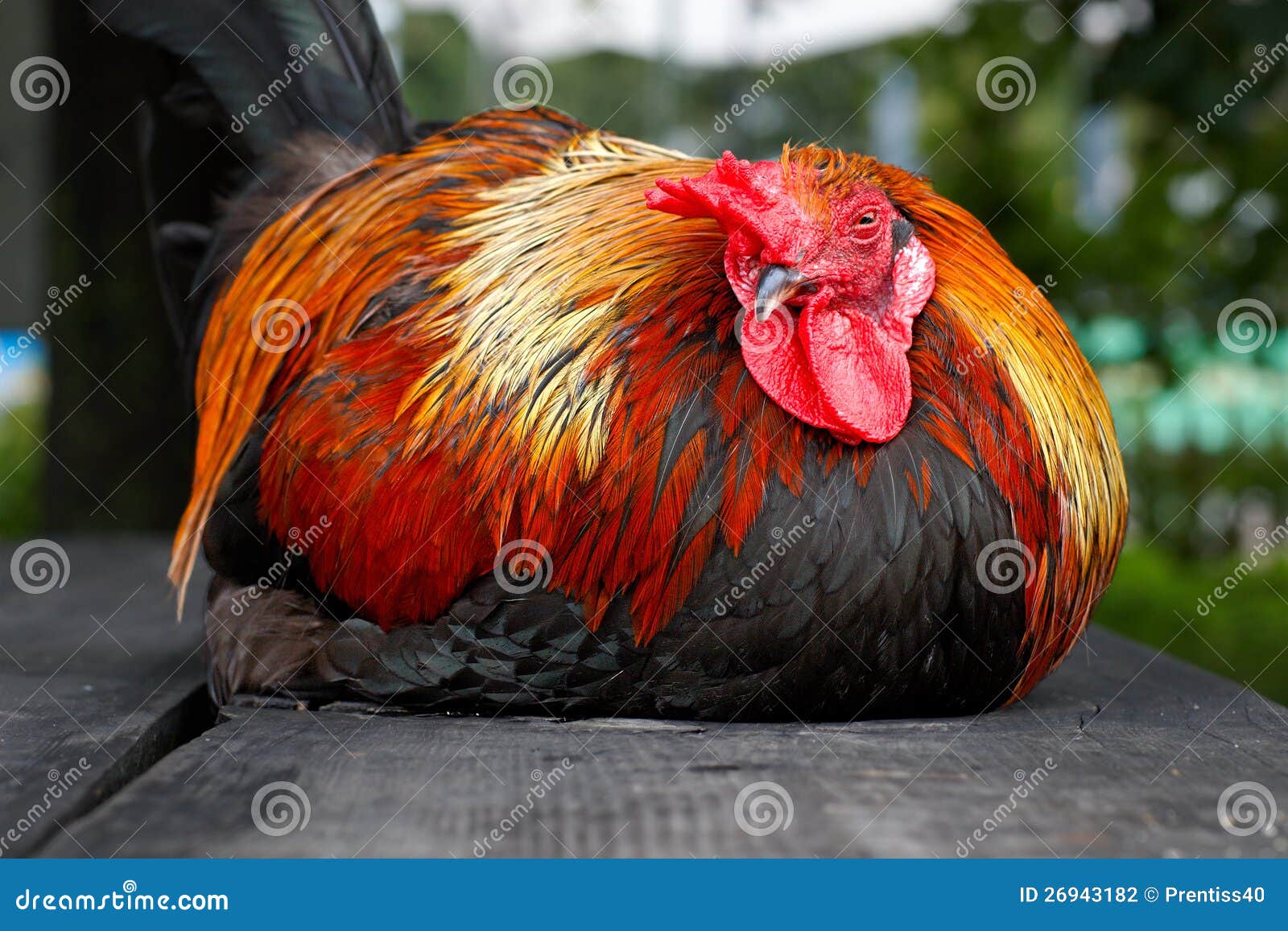 Red rooster resting stock photo. Image of napping, sleeping - 26943182