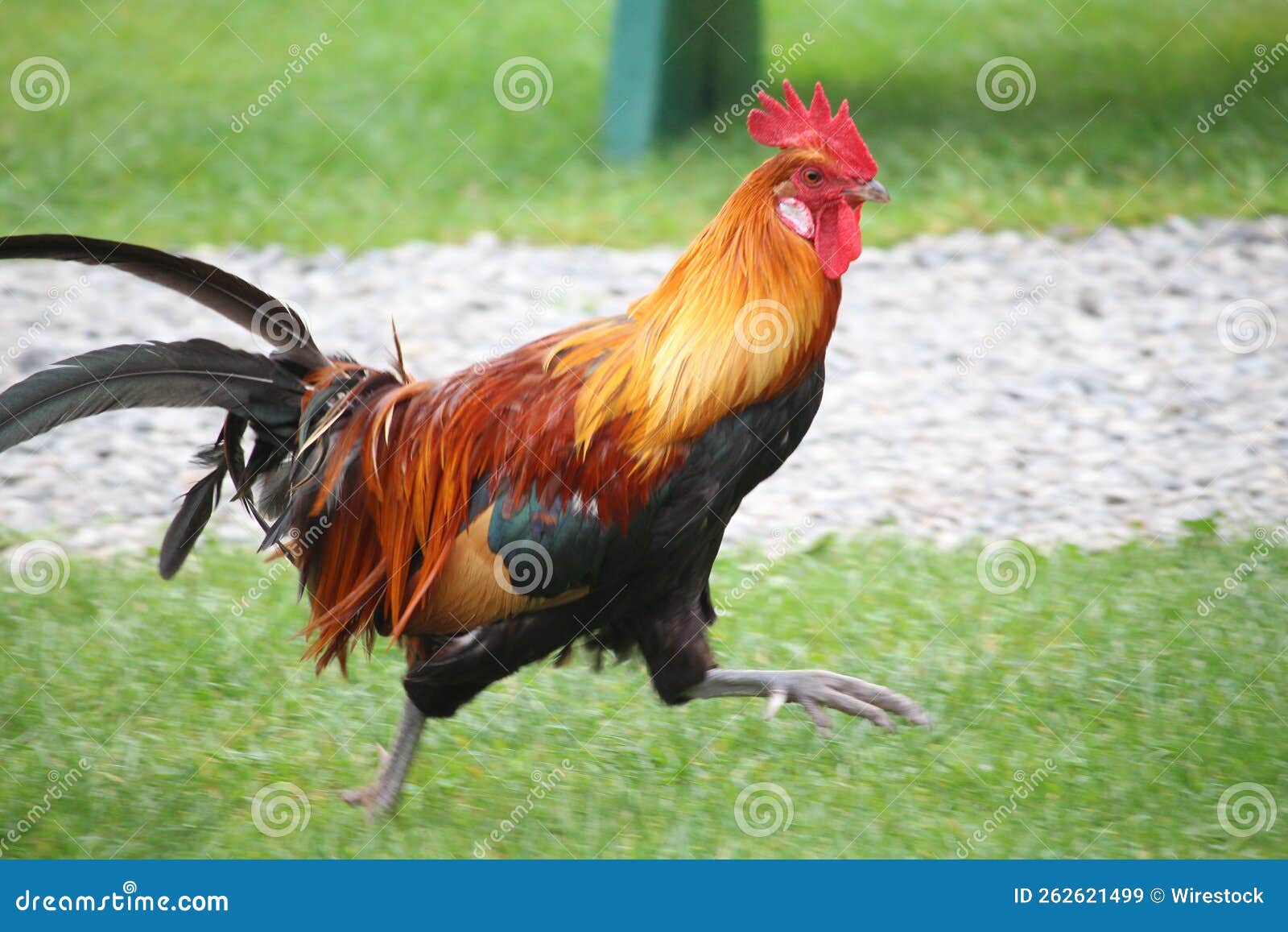 Red Rooster Running on a Field, Closeup Shot Stock Image - Image of ...