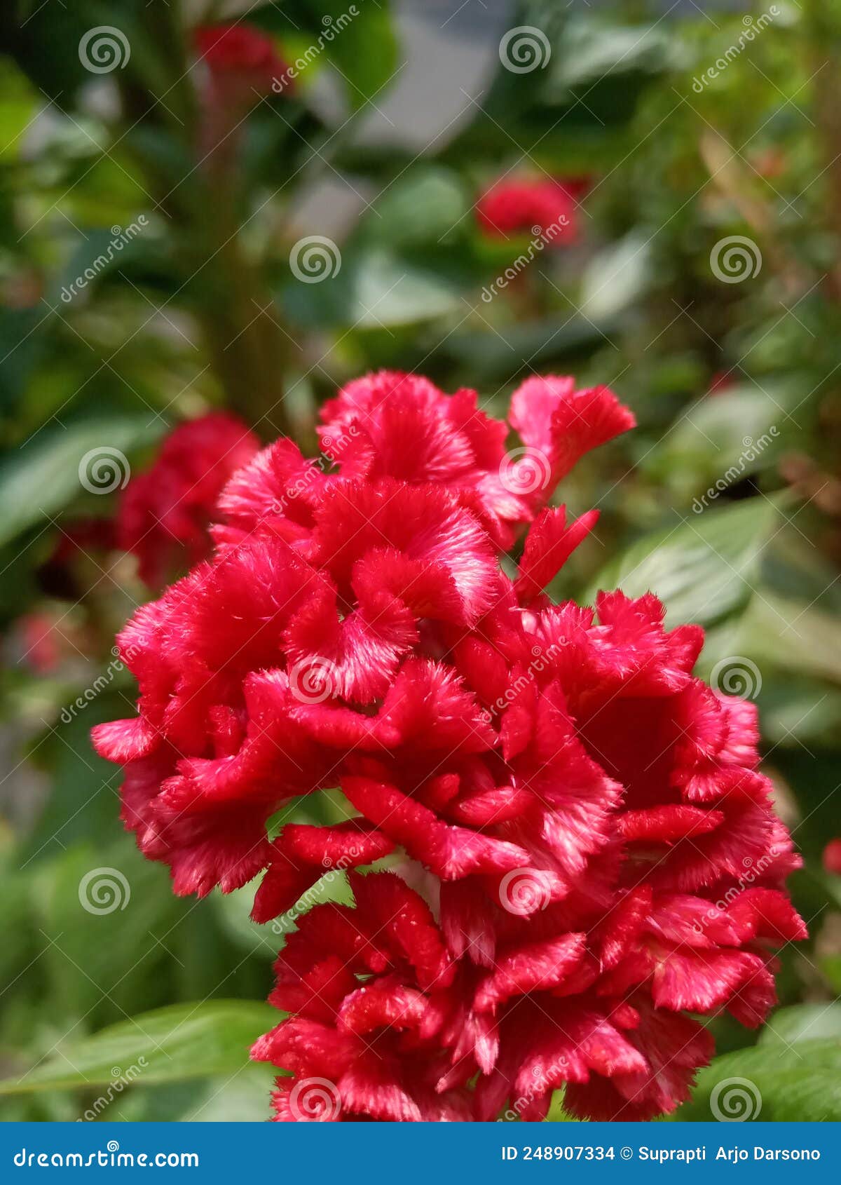 Red Rooster S Comb Flower on a Cloud Background Stock Photo - Image of ...