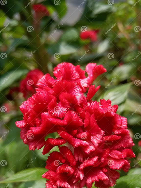 Red Rooster S Comb Flower on a Cloud Background Stock Photo - Image of ...