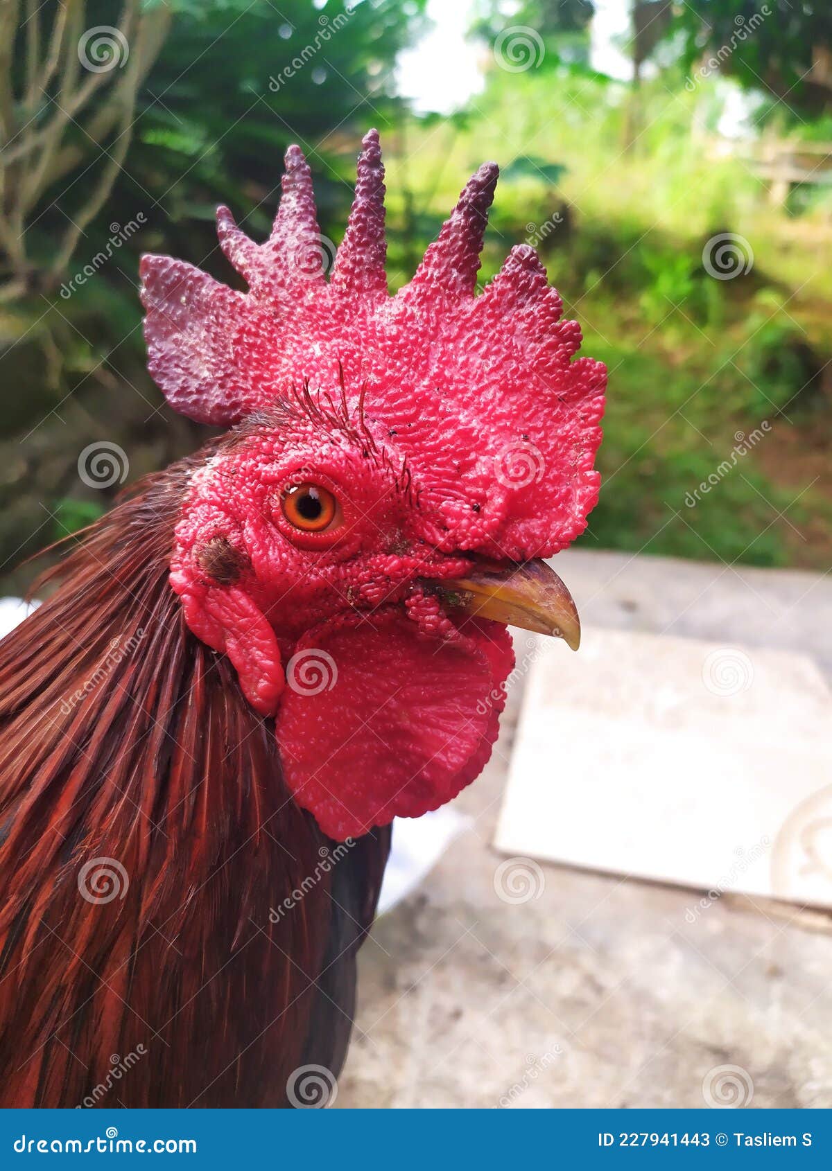 The Red Rooster& X27;s Sharp Gaze Stock Image - Image of roosters ...