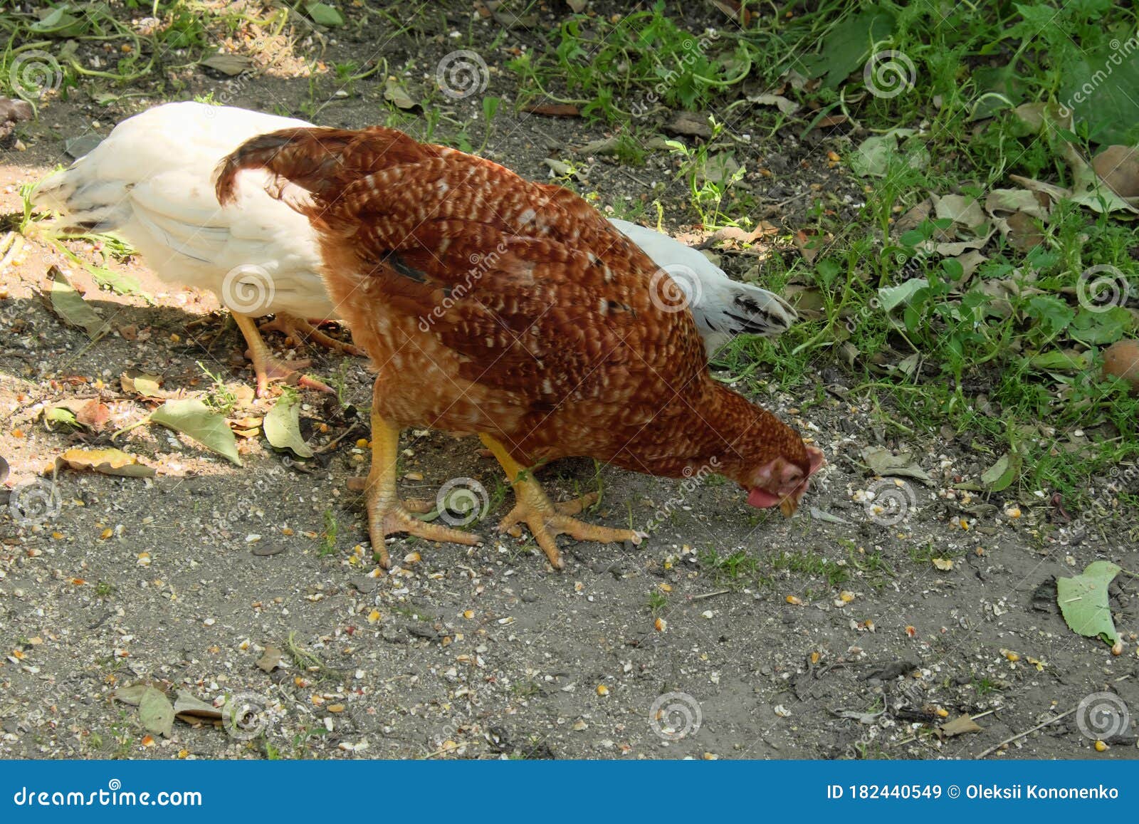 A Red Rooster and Several White Chickens Pecking Grain Stock Image ...
