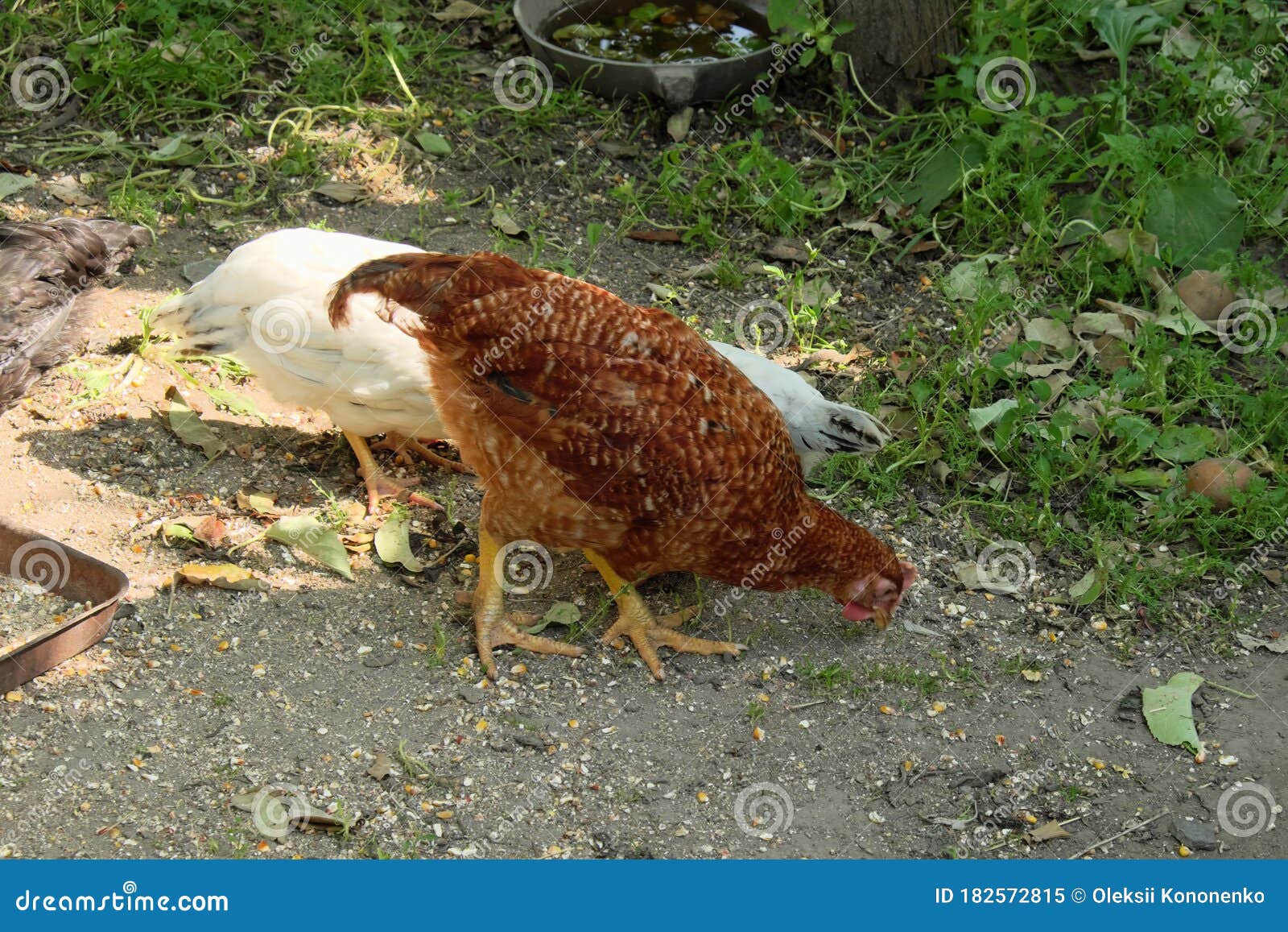 A Red Rooster and Several White Chickens Pecking Grain Stock Image ...