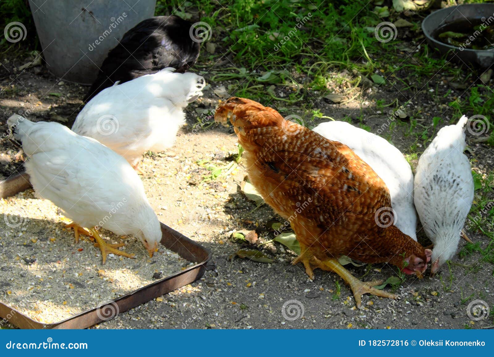 A Red Rooster and Several White Chickens Pecking Grain Stock Photo ...