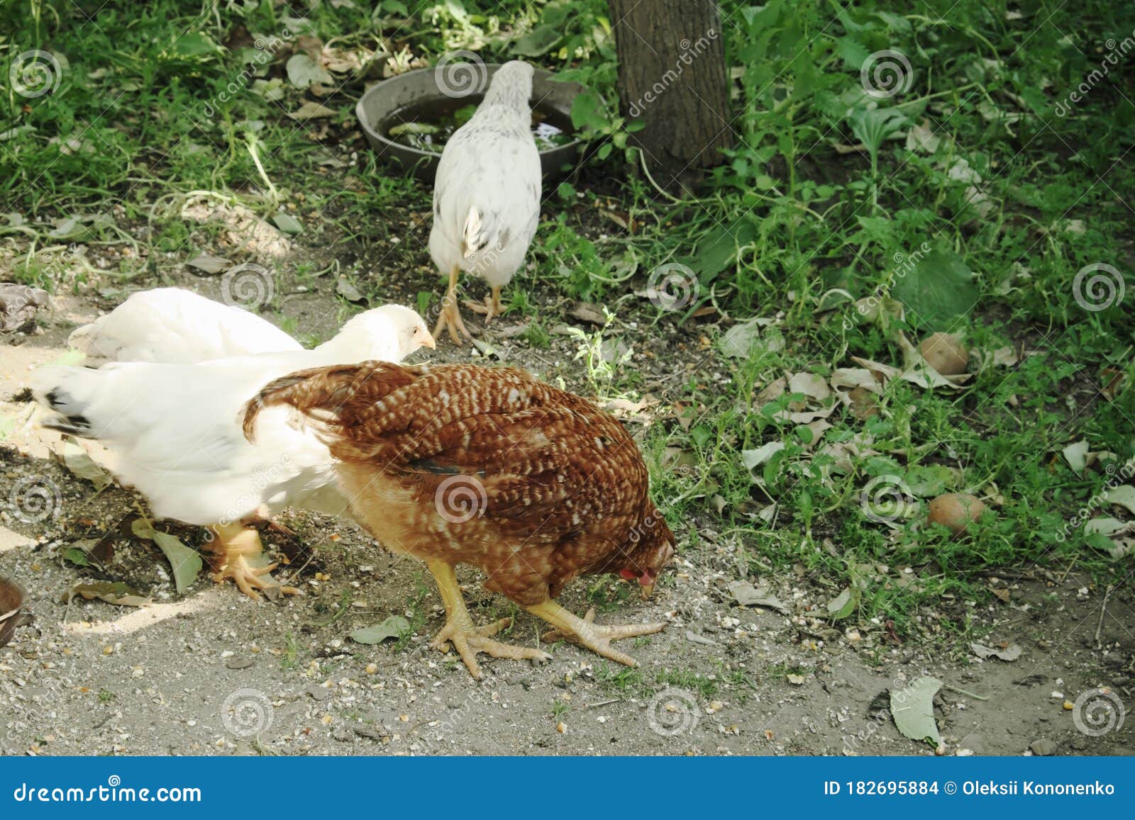 A Red Rooster and Several White Chickens Pecking Grain Stock Photo ...