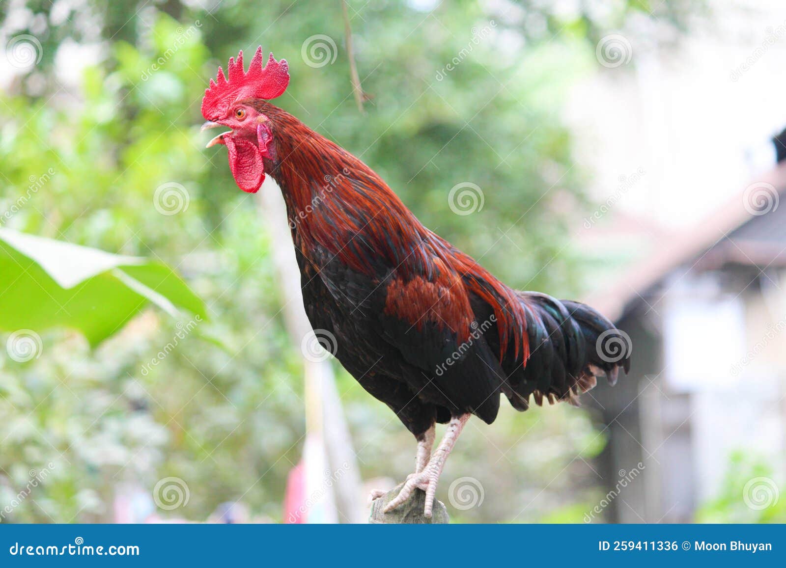 Crowing rooster stock photo. Image of bird, environment - 259411336