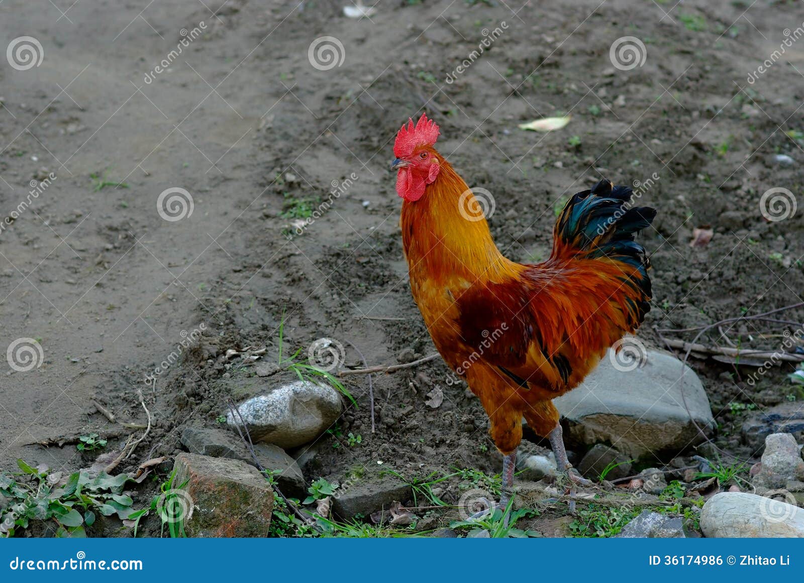 A red rooster stock photo. Image of leave, animal, stones - 36174986